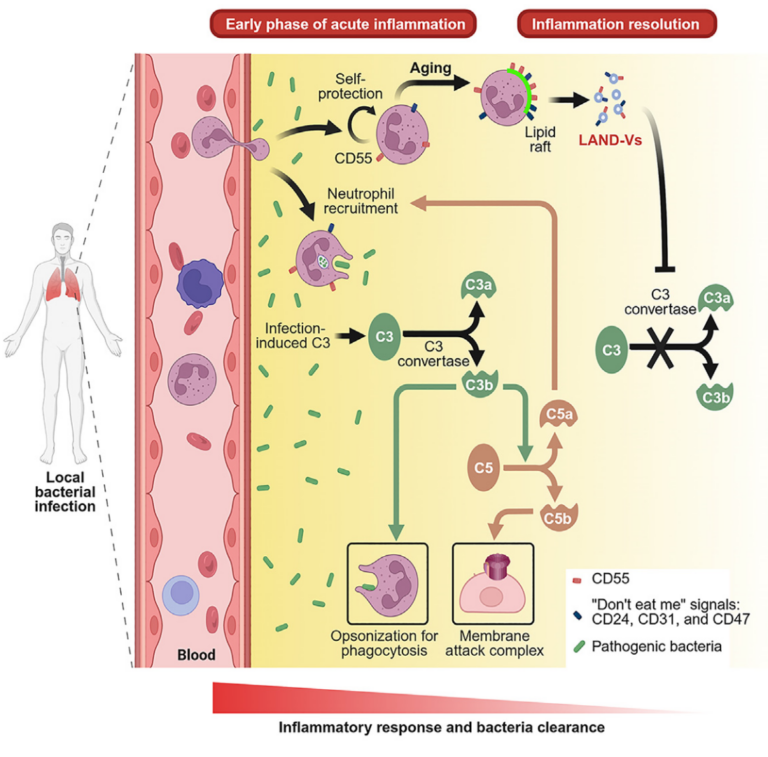 Neutrophil-derived vesicles control complement activation to facilitate ...